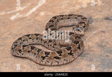 A beautiful rhombic night adder (Causus rhombeatus), also called a ...