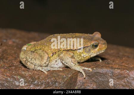 African Red Toad (Schismaderma carens) adult, camouflaged on leaf ...