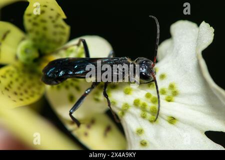 Blue Mud-dauber Wasp (Chalybion) pollinating a brassia flower Stock ...