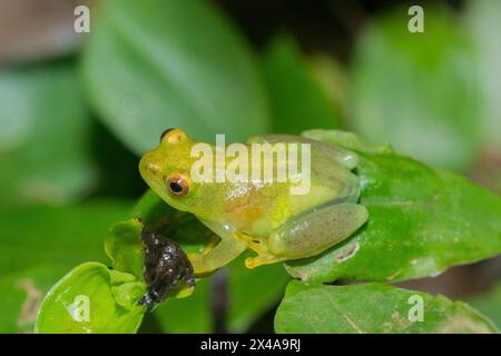 A cute Water Lily Reed Frog (Hyperolius pusillus Stock Photo - Alamy