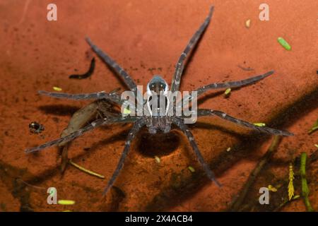 Close-up of a beautiful Radiatolineatus fish-eating spider (Nilus ...