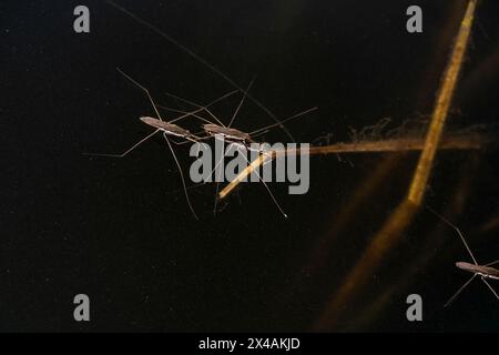 Mating Aquarius paludum Family Gerridae Genus Aquarius Northants water ...