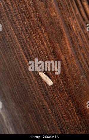 Agonopterix heracliana Family Depressariidae Genus Agonopterix Common ...