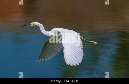 A beautiful view of an egret flying over field Stock Photo - Alamy