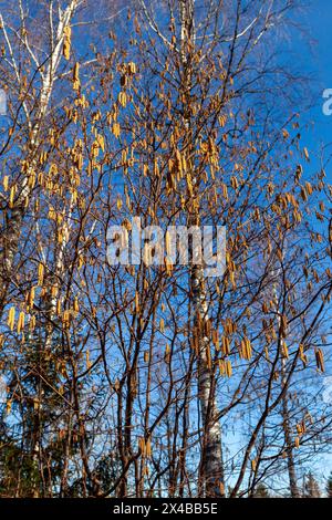 common hazel (Corylus avellana), Plantae, Burtonwood Nature Park, Green ...