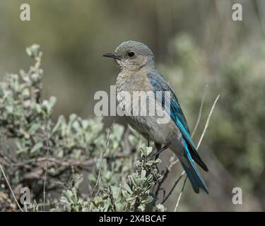 Mountain Bluebird (Sialia currucoides) Sierra County California USA ...