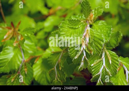Newly opened leaves on a branch Stock Photo - Alamy