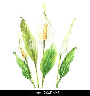 Bouquet of Anthurium flowers (Flamingo Flower) and lily buds. Realistic ...