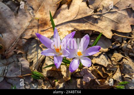 Crocus heuffelianus or Crocus vernus (spring crocus, giant crocus ...