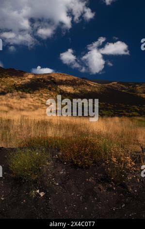 Flowers Grasses Growing on Volcanic Ash Mount Etna Sicily Italy Stock ...