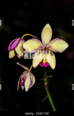 Cuba is known for many species of beautiful orchids Stock Photo - Alamy