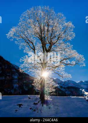 Sycamore maple, Allgäu Alps, near Oberstdorf, Allgäu, Bavaria, Germany ...