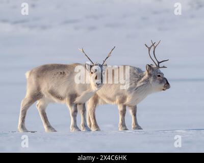 Female Svalbard Reindeer in Van Mijenfjorden National Park, an endemic ...
