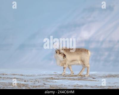 Svalbard Reindeer in Sassen-Bunsow-Land National Park, an endemic ...