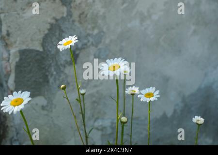 Wild daisies closeup across gray rough background. Spring natural ...