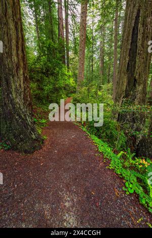 Trail in the Lady Bird Johnson Grove, Redwood National Park, California ...
