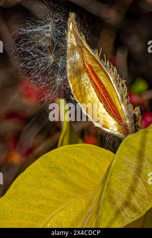 USA, Colorado, Fort Collins. Showy milkweed pod opened in autumn Stock ...
