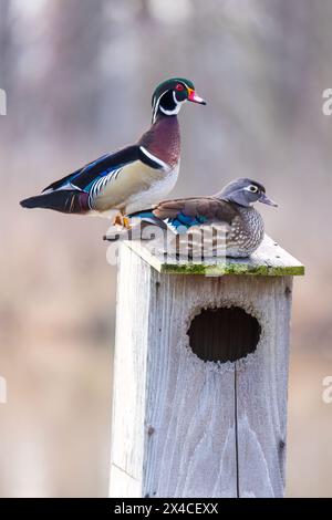 Wood Duck female in wetland flapping wings, Marion County, Illinois ...