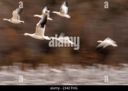 USA, New Mexico, Bernardo Wildlife Management Area. Sandhill cranes in ...