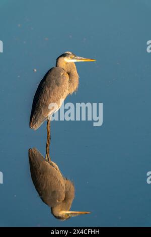 Great Blue Heron, Bosque del Apache National Wildlife Refuge, New ...