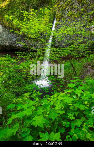 Ponytail Falls, Columbia River Gorge National Scenic Area, Oregon USA ...