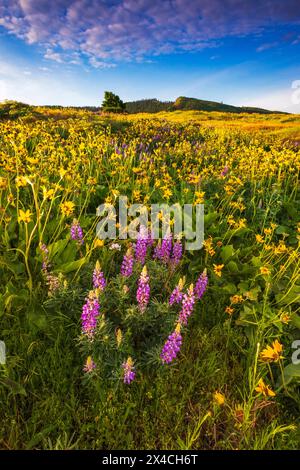 Wildflowers at Tom McCall Preserve, Columbia River Gorge National ...