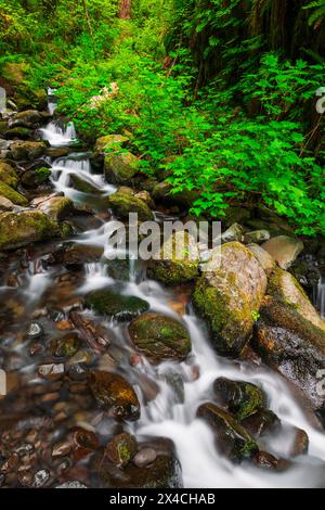 Cascade on the Eagle Creek Trail, Columbia River Gorge National Scenic ...