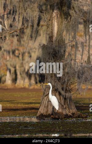 USA, Texas. Caddo Lake and cypress trees in autumn color Stock Photo ...