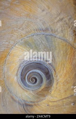 USA, Washington State. Hood Canal, Salish Sea, Immature bald eagles ...