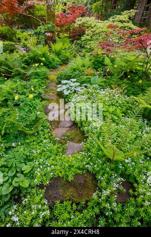 USA, Washington State, Woodland. Ferns in a forest in southwestern ...