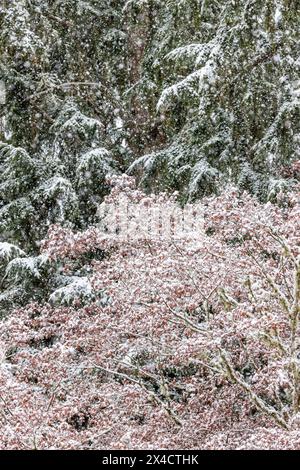 Fresh snow on Japanese maple tree with last of fall colored leaves ...