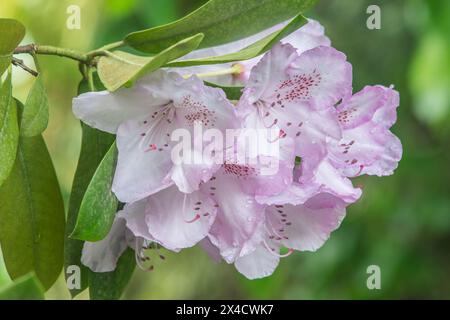 USA, Washington State, Seattle. Rhododendron Stock Photo - Alamy
