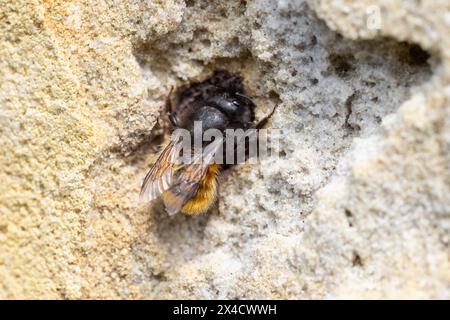 Rusty mason bee (Osmia bicornis) on grape hyacinth (Muscari armeriacum ...