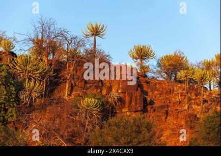 Low angle view of cliffs, lined with trees including baobabs. Mashatu ...