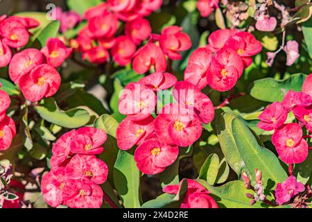 Luxor, Egypt. Red flowers in a garden Stock Photo - Alamy