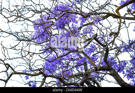 Jacaranda trees in South Australia, purple bloom for spring or summer ...
