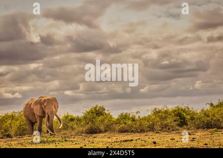 Craig the Elephant, largest Amboseli elephant, Kenya, Africa Stock ...