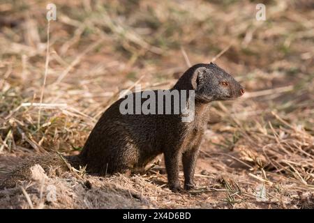A side view of a dwarf mongoose, Helogale parvula, Samburu, Kenya ...