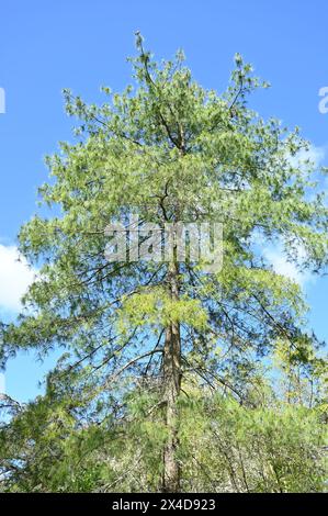 Fresh spring growth on Pinus wallichiana, or Bhutan pine tree UK April ...