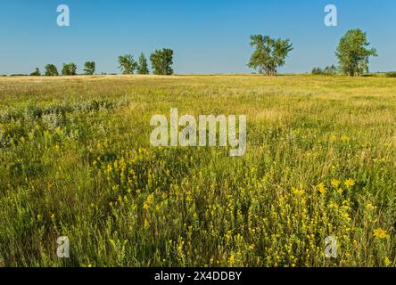 Canada, Manitoba, Broomhill. Landscape with prairie grasses Stock Photo ...