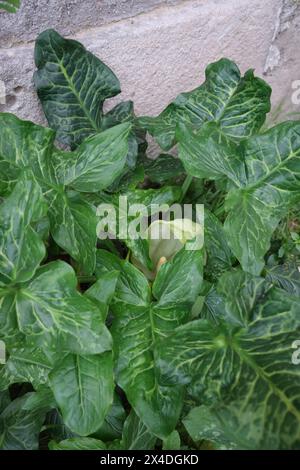 inflorescence and foliage of italian lords and-ladies, Arum italicum ...