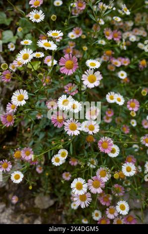 Close up of Mexican fleabane (erigeron karvinskianus) flowers growing ...