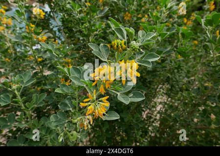 Tree medick (Medicago arborea), blooming branch Stock Photo - Alamy