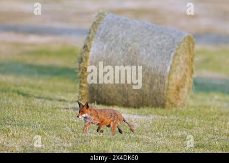 Red fox (Vulpes vulpes) showing early stage of mange infection, hunting ...