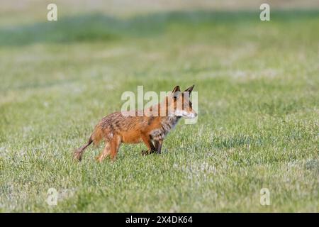 Red fox (Vulpes vulpes) showing early stage of mange infection, hunting in freshly mowed meadow ...