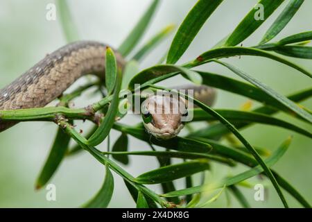A beautiful juvenile boomslang (Dispholidus typus), also known as a ...