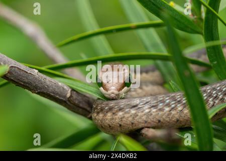 A beautiful juvenile boomslang (Dispholidus typus), also known as a ...
