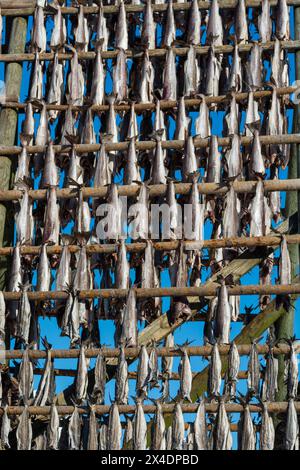 Drying fish in the traditional manner on open air racking, Lofoten ...
