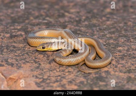 Close-up of a beautiful Short-snouted Grass Snake (Psammophis ...