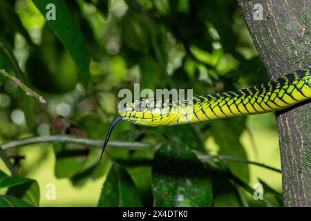 The vibrant colours of a highly venomous adult male boomslang ...